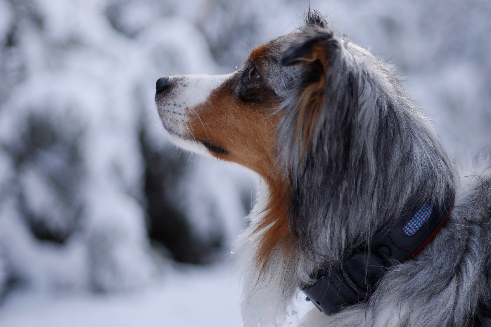 Window Collar – Cross Winds Leather